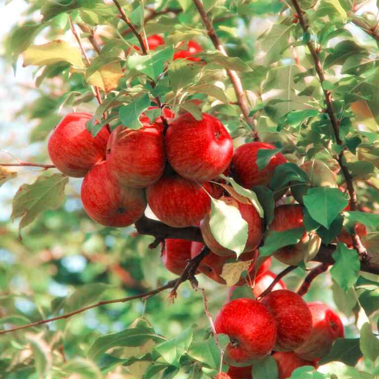Hoe appels te bewaren -10 manieren om appels op de juiste manier te bewaren
