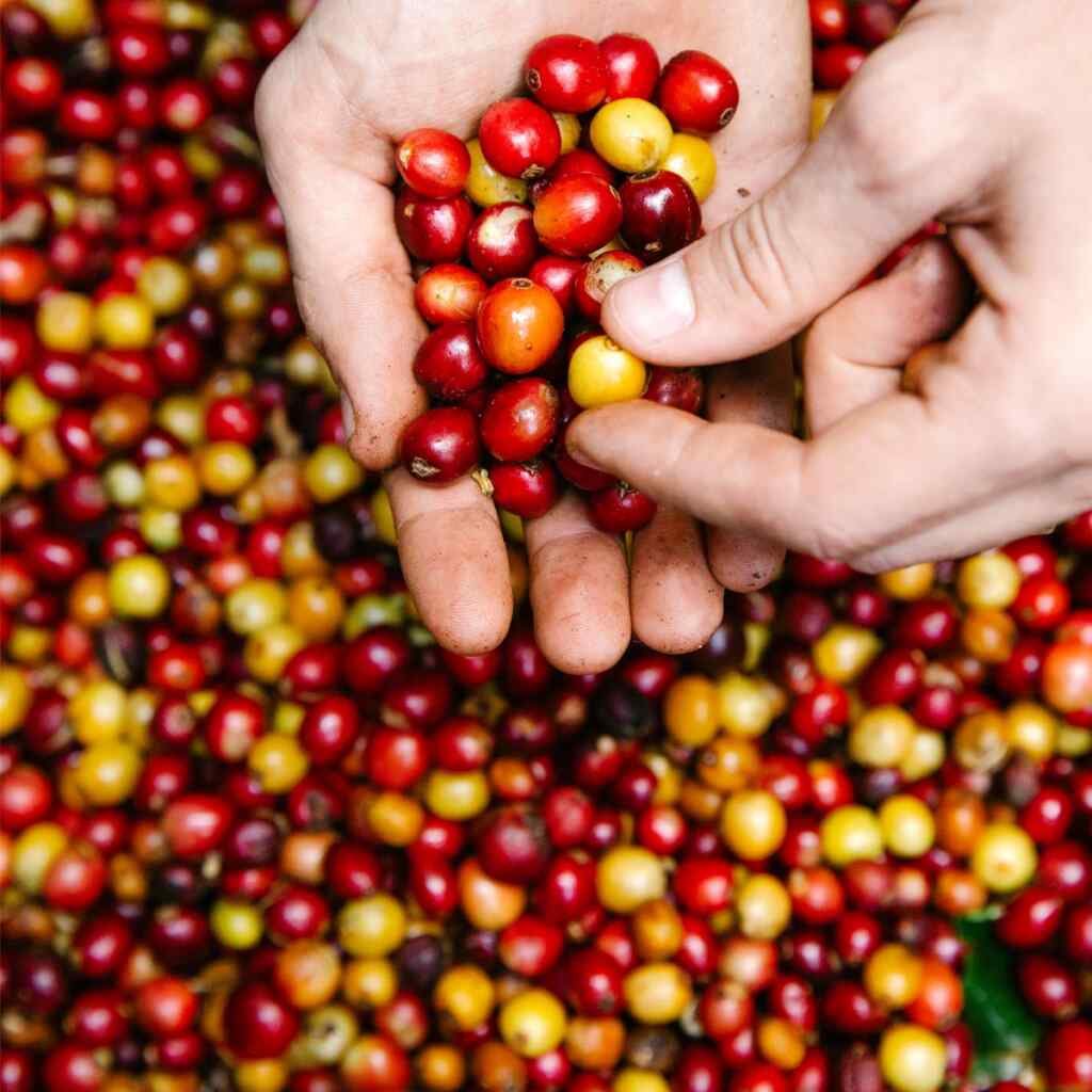What's In Season In December - Seasonal produce in December
