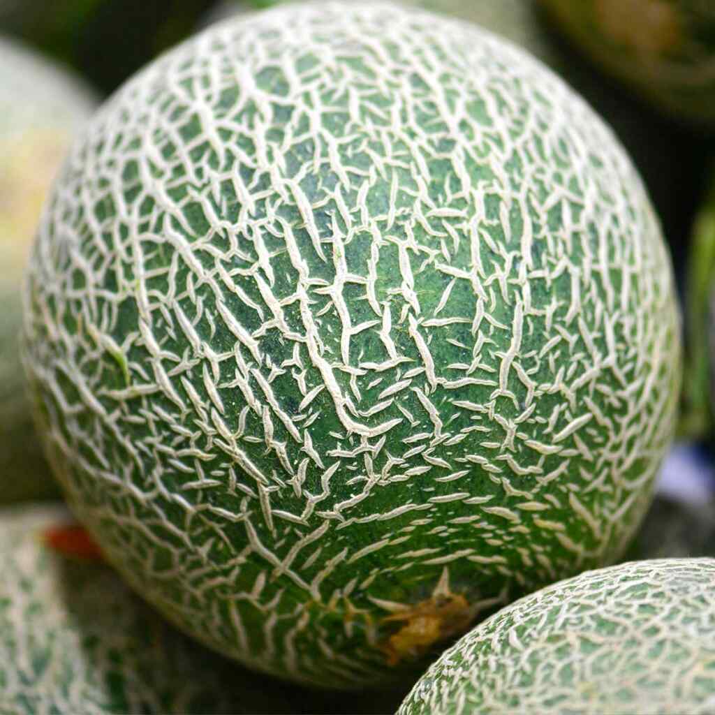 What's In Season In August - The Best of Summer's Harvest