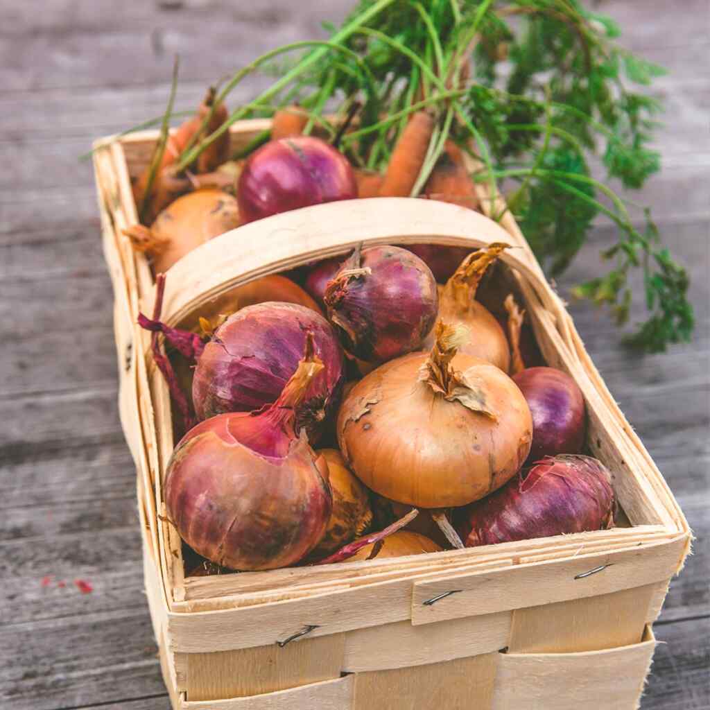 What's In Season In September - Embracing the Autumn Harvest