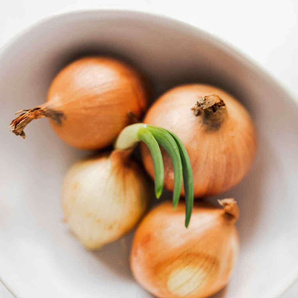 Você pode comer cebolas germinadas?