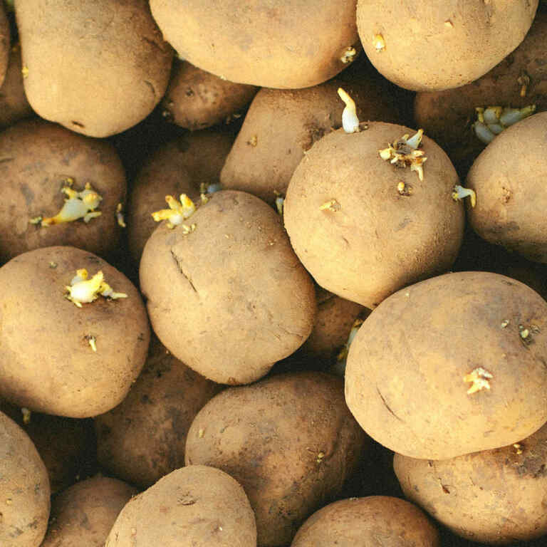 Can You Eat Sprouted Potatoes? - A Full Guide