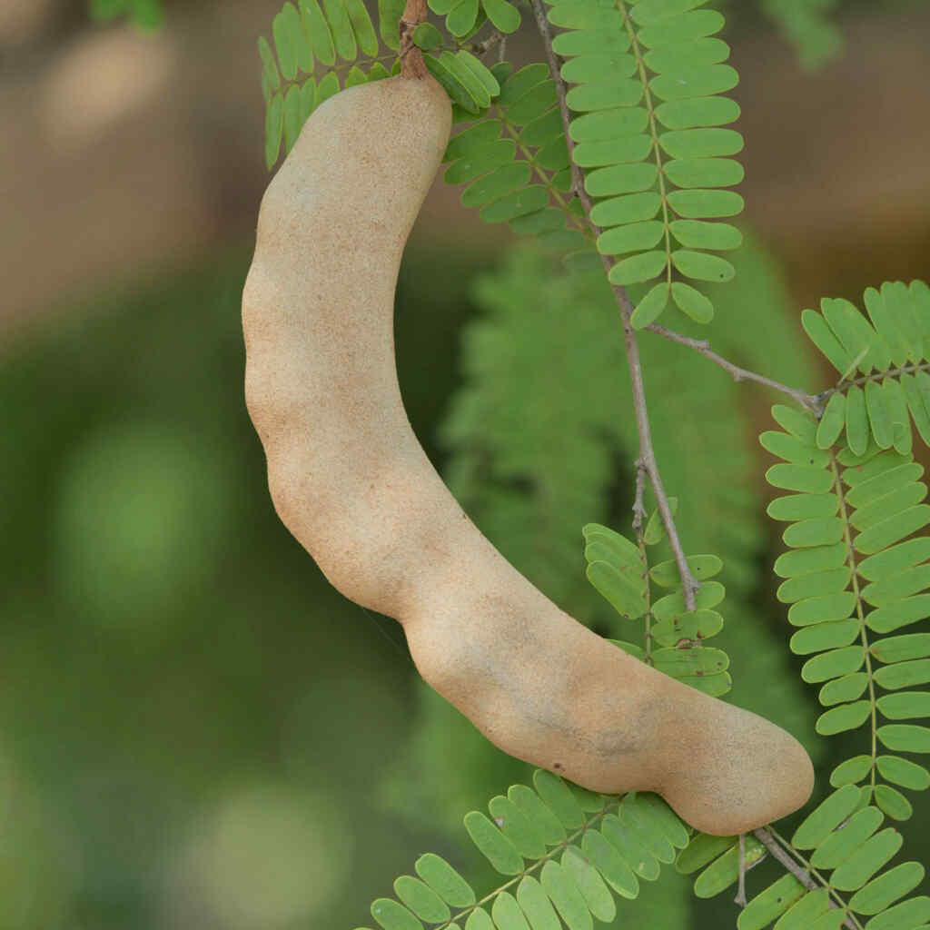 What is Tamarind? - Learn how to cook with it today!