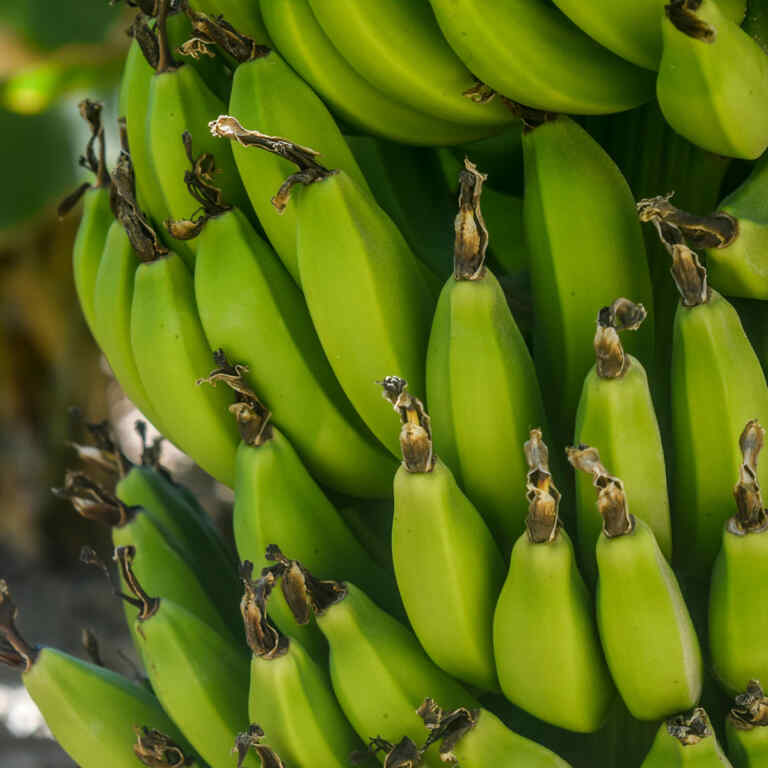 National Banana Day - Third Wednesday of April 2026