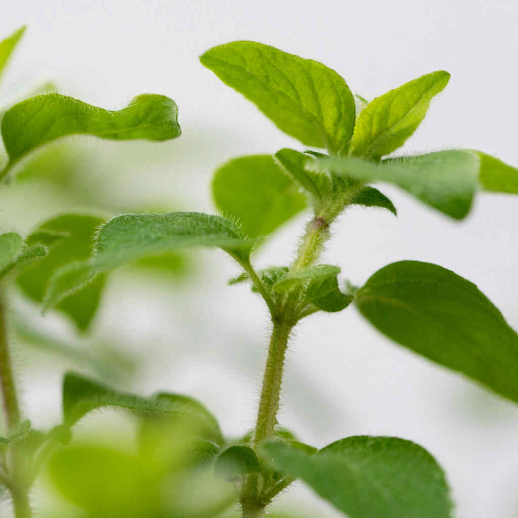 What Is Oregano? - Adds Mediterranean Magic to Your Meals